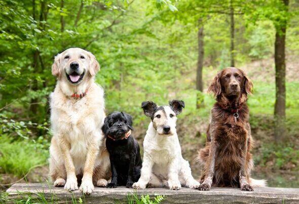 Experts name the 5 smartest dog breeds: Find out which one tops the ...