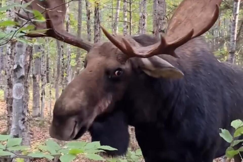 Watch this bull moose charge a northern Aroostook man - NewsBreak