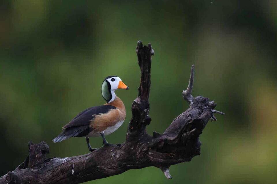 Meet the African Pygmy Goose, the Smallest Waterfowl in the World ...
