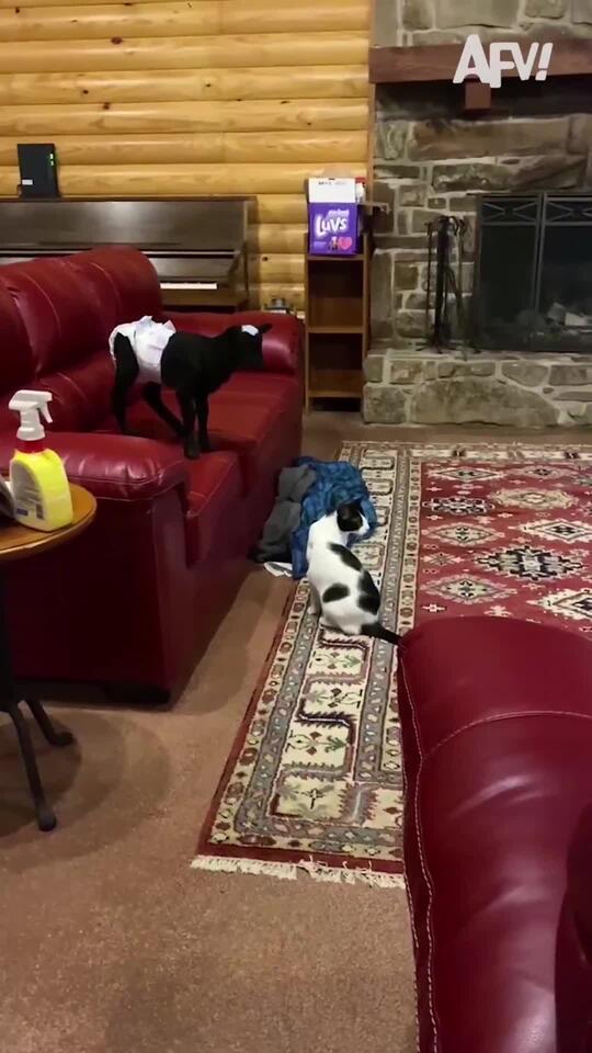 Youve goat to be kitten me right meow afv goat cats animals - NewsBreak