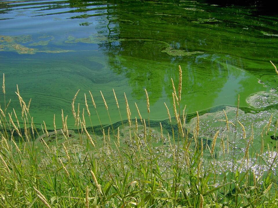 Harmful algal bloom advisory issued at southwest Idaho reservoirs ...