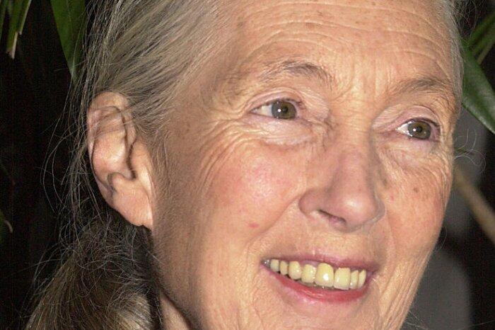 Jane Goodall dies at 91: a look back - NewsBreak