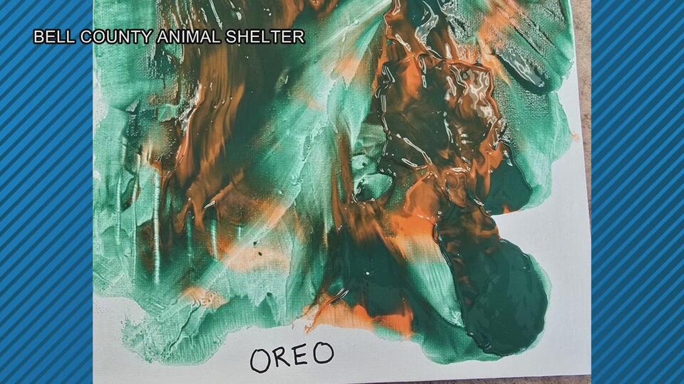 Dogs create works of art at Bell County Animal Shelter - NewsBreak