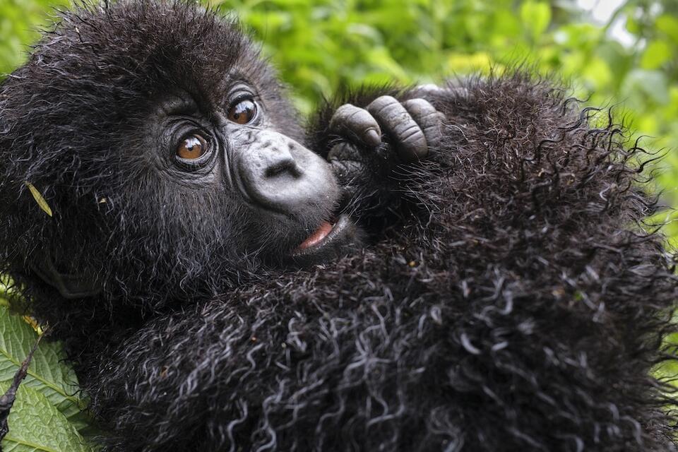 The Dian Fossey Gorilla Fund Brings Decades of Gorilla Research to New ...
