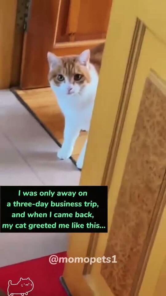 The quirky antics of a orange cat.#cat #kitten #pet #funnycat created ...