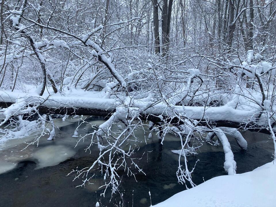 Do trees really explode in the severe cold? What to know about frost ...
