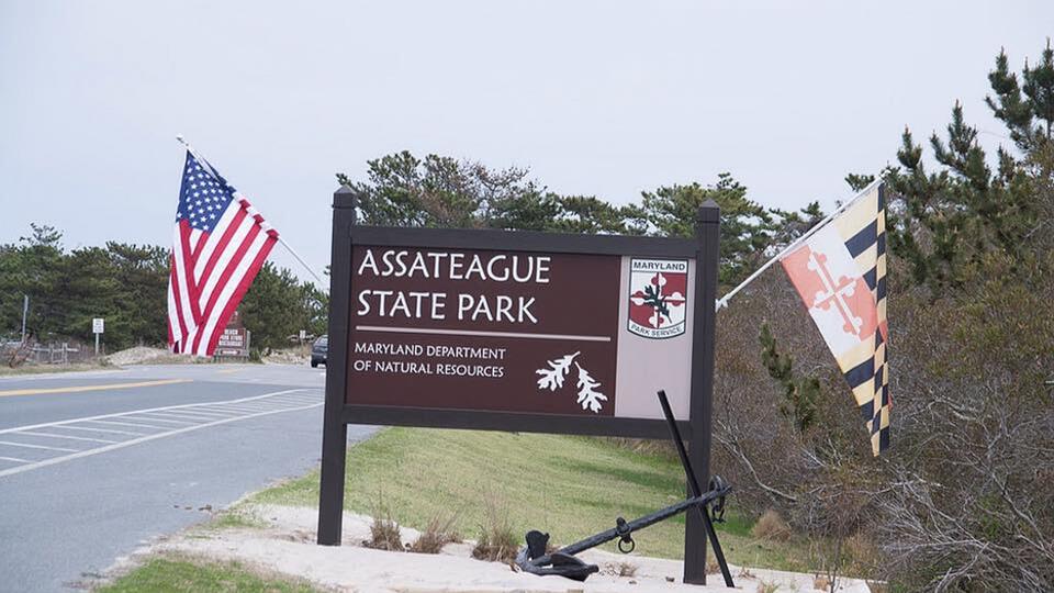 SUN: Shark bites person at Assateague State Park - NewsBreak