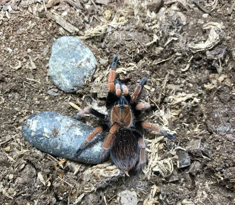 Species of Tarantula: The Complete List of Tarantula Breeds - NewsBreak