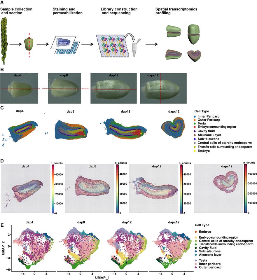 Spatiotemporal transcriptomics reveals key gene regulation for grain ...