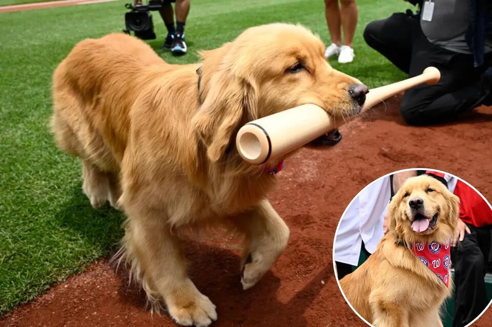 Nationals’ bat-retrieving dog Bruce laps up pregame attention, makes ...