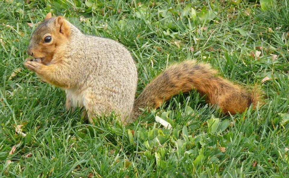 10 Rare Traits About Fox Squirrels in Ohio Forests - NewsBreak