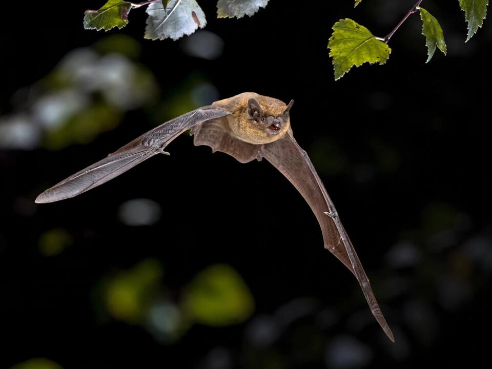 How the Bat as a Spirit Animal Represents Rebirth and Renewal - NewsBreak