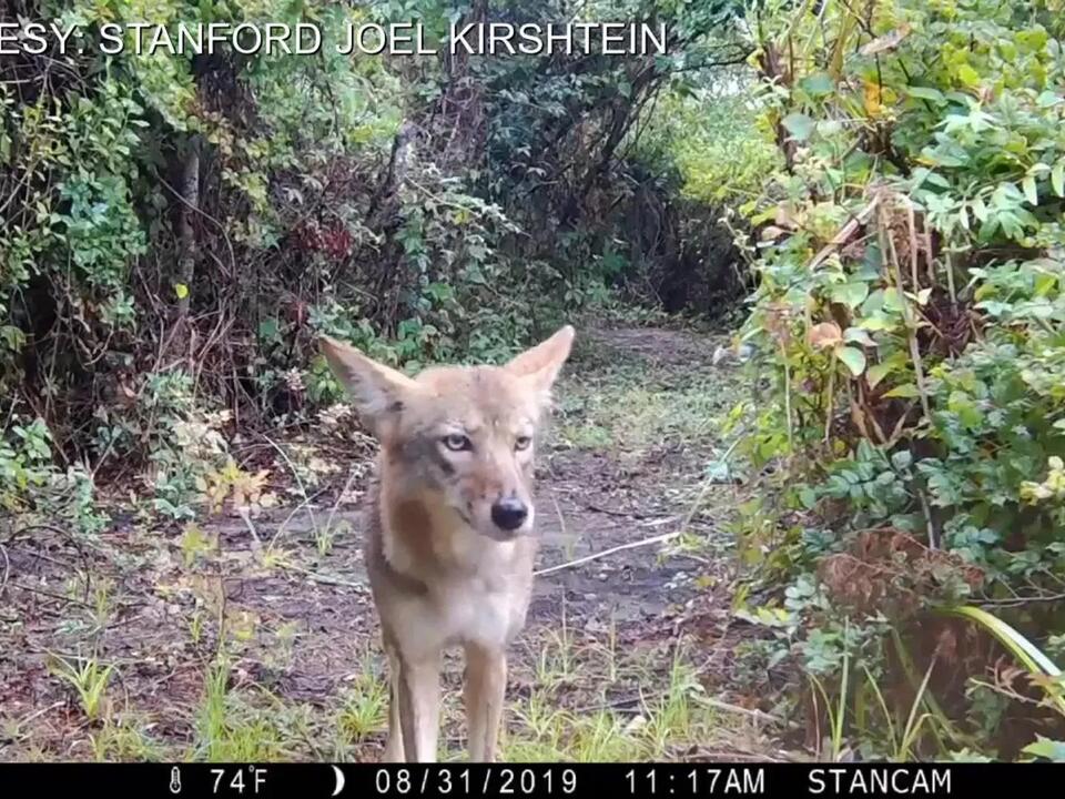 Learning to coexist with thriving coyotes on South Carolina's coast