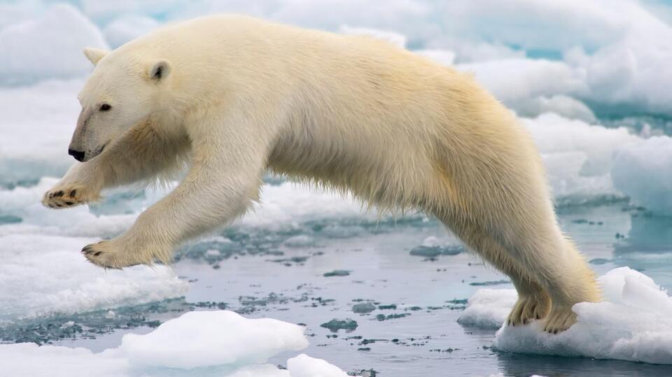 Climate Change Is Forcing Polar Bears to Rewrite Their DNA - NewsBreak