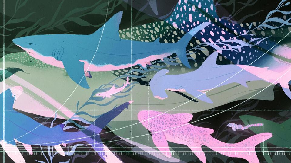 Sharks scale according to an old geometric law: what this reveals about ...