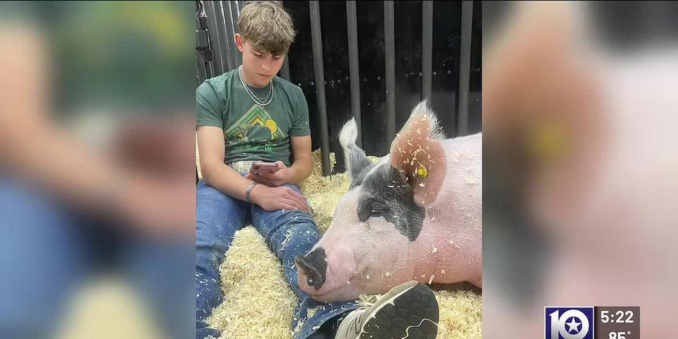Crawford freshman wins grand champion at Houston Livestock Show, pig ...