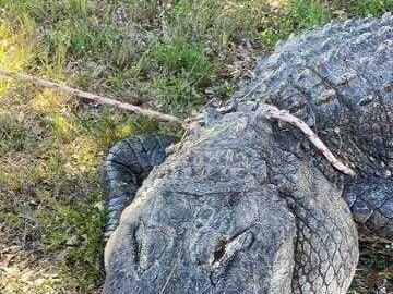 Charlotte County Sheriff wrangles gator