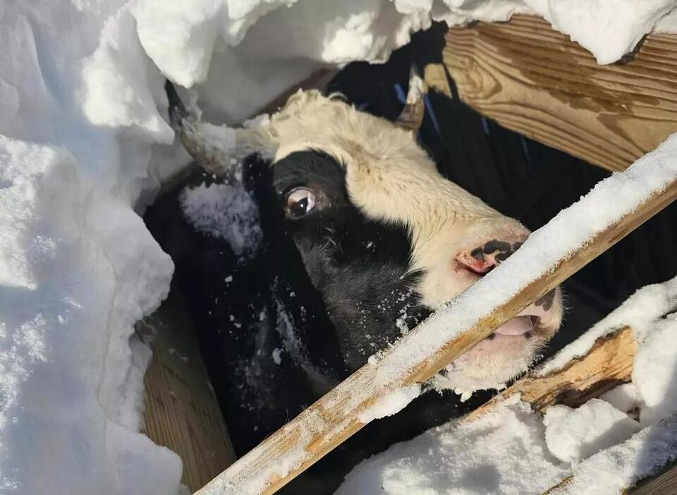 Udder Chaos: First Responders Moo-ve Mountains to Rescue Trapped Cow ...