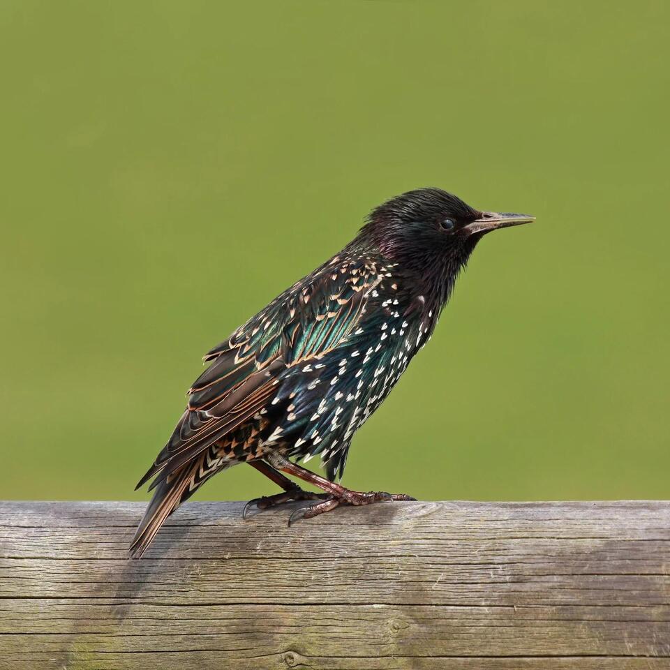 5 Invasive Animals that Mirror Gemini’s Restless Spirit - NewsBreak