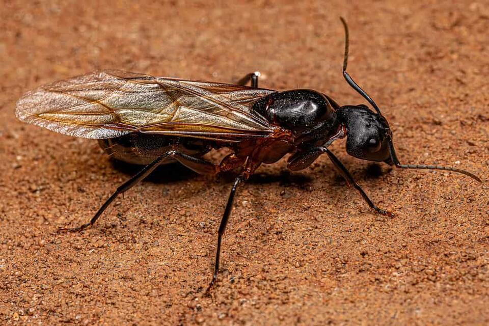 Male Ants vs. Female Ants: 5 Key Differences and Roles - NewsBreak