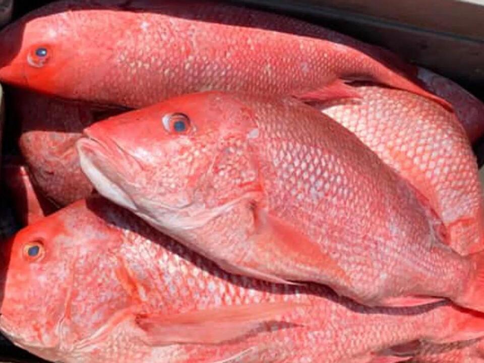 1 day only: NOAA opens federal waters to recreational Red Snapper ...