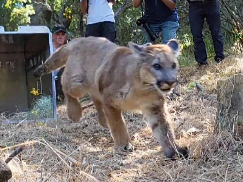 Mountain lion cub released into wild following recovery from broken leg