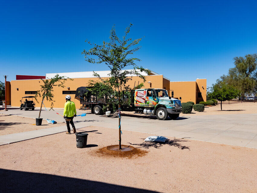 16 trees delivered to Apache Junction High School