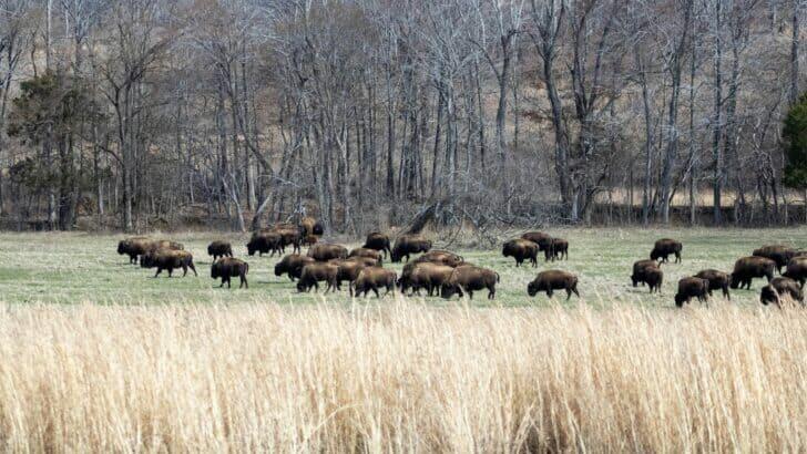 Bison Are Migrating Along Their Prehistoric Routes Again - NewsBreak