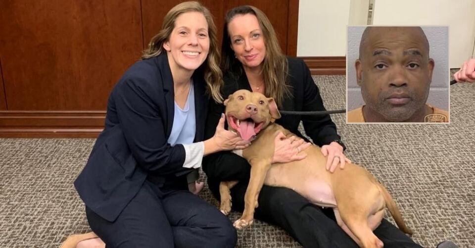 ‘Not fit for humans, much less dogs’: Man gets 475 years after 100 ...