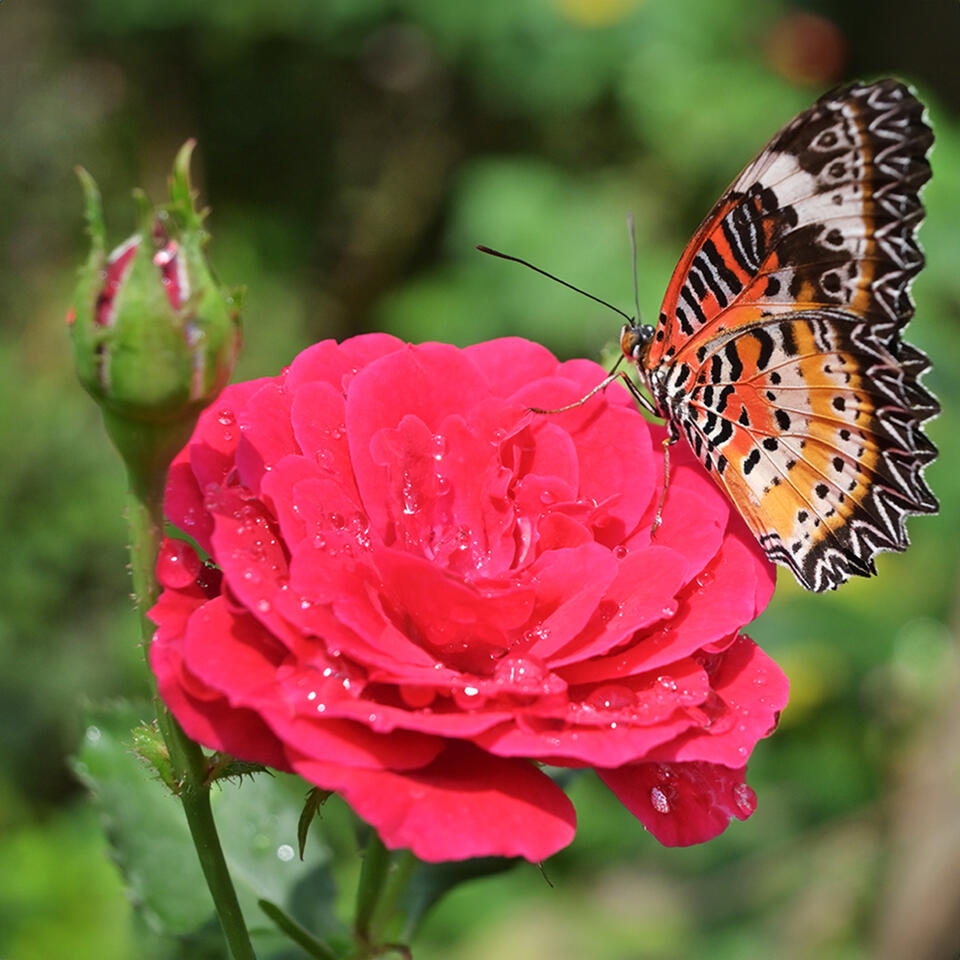 8 Roses Pollinators Love: Best Varieties To Nurture Butterflies & Bees ...