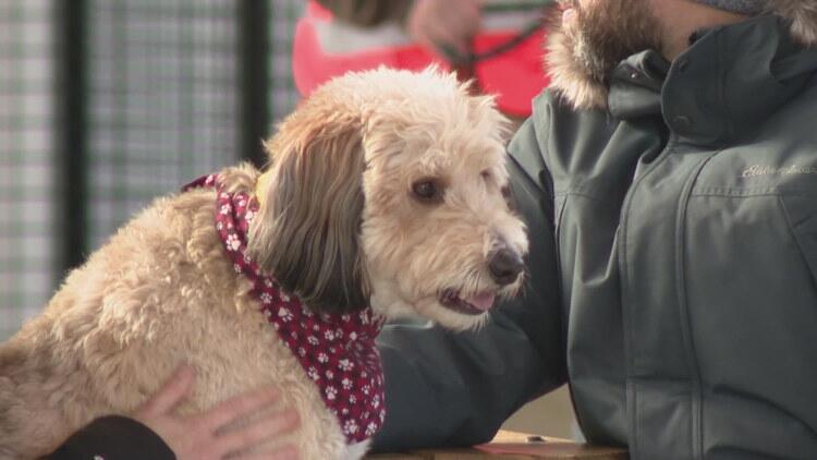 K9 Garden opens in The Grove - NewsBreak