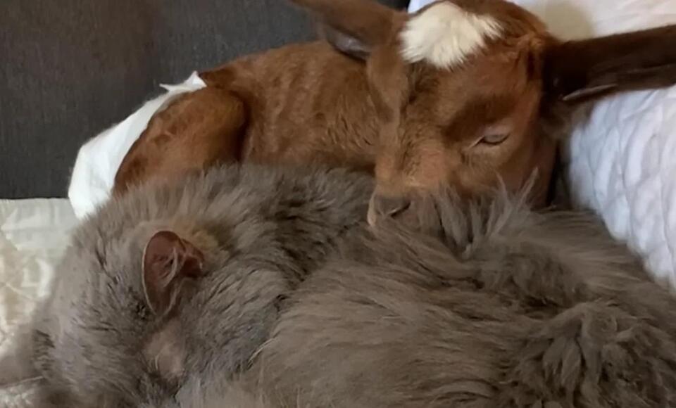 Baby Goat Convinced She’s a Cat After Unlikely Upbringing with Senior ...
