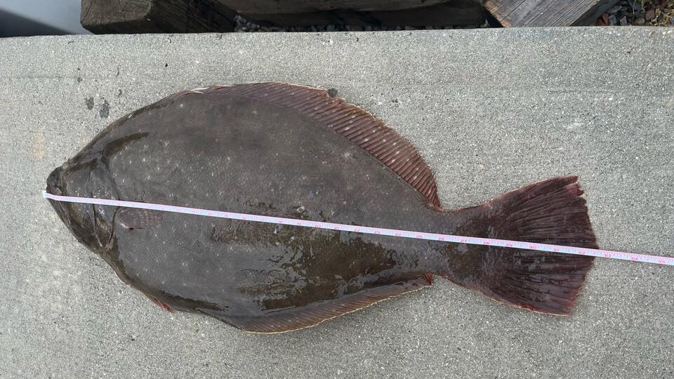 Connecticut man breaks state record after landing 15-pound flounder ...