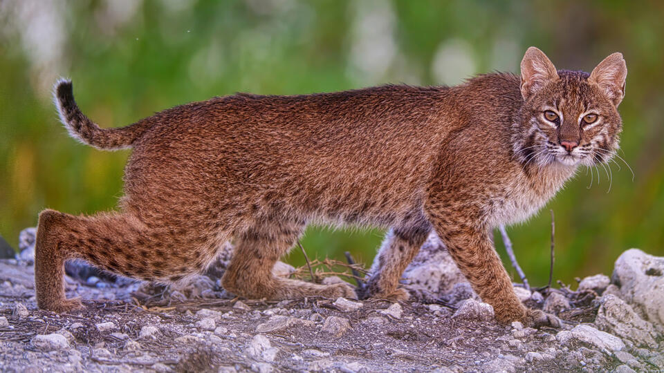 What You Didn’t Know About Bobcats in Florida - NewsBreak