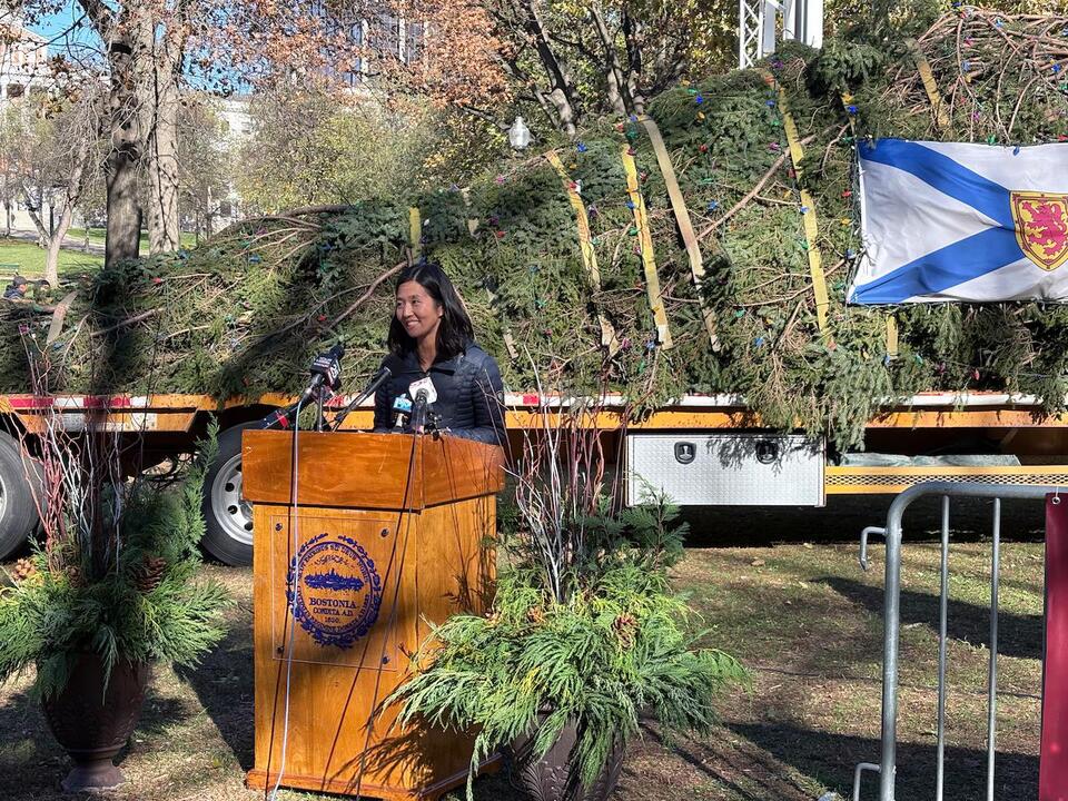 First Look: Boston Common Christmas Tree 2025. Nova Scotia’s 45-foot ...