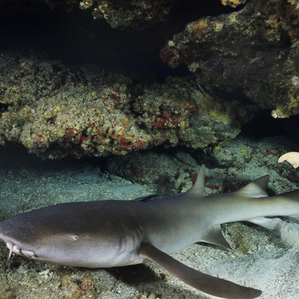 Why Was an Orange Shark Discovered in Costa Rica? We Dove Deep for ...
