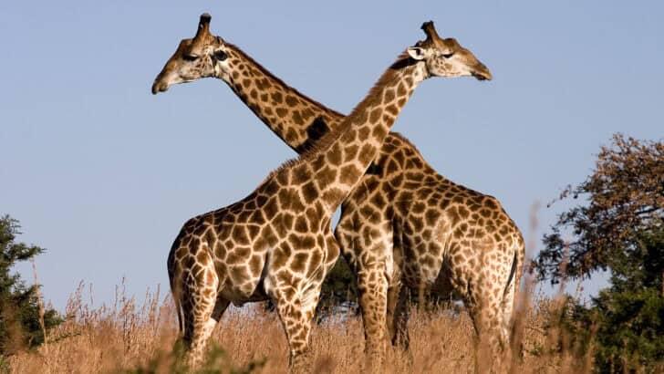 10 Reasons Giraffes Are Surprisingly Tough Animals - NewsBreak