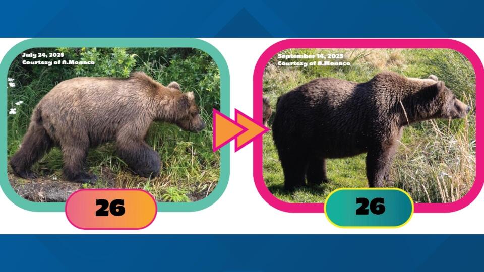 Fat Bear Week 2025: Meet Alaska's beefiest bears competing for ...
