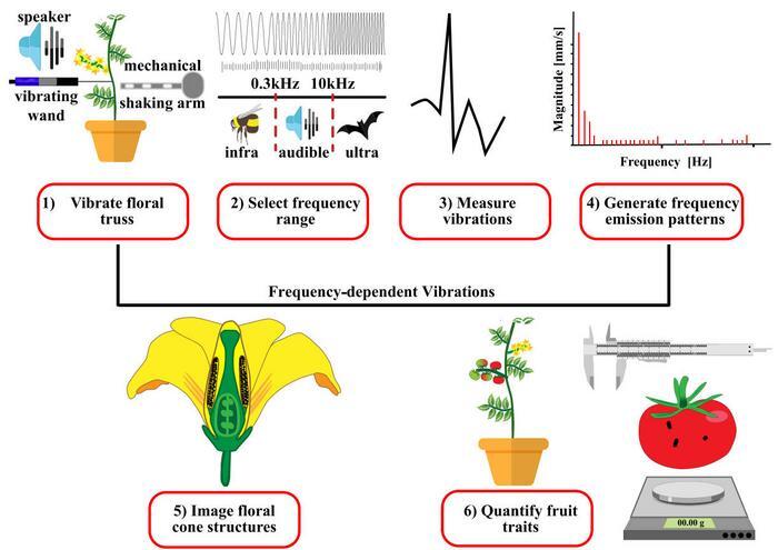 Non-contact sonication enhances tomato yield and pollination efficiency ...