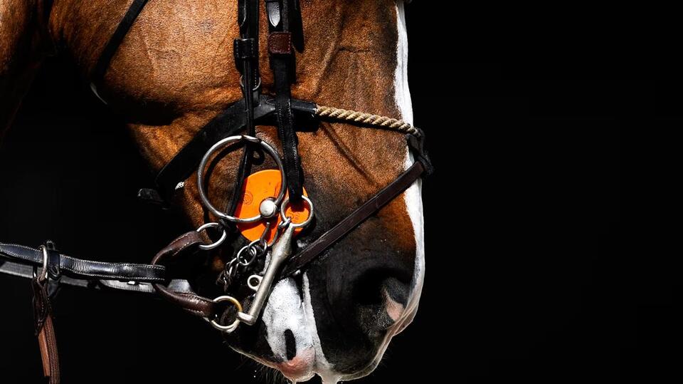 Equestrian community pays tribute to young German showjumper Madlen Boy ...