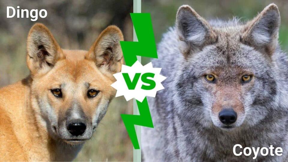 Dingo vs Coyote: 4 Key Differences Explained - NewsBreak
