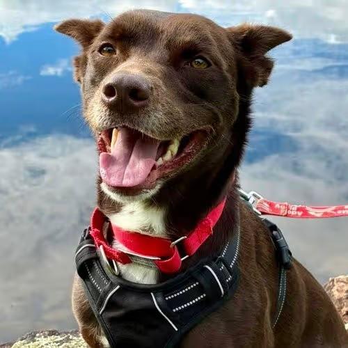 🐶 Playful, Gentle & Loyal Dogs Ready for Adoption in Bloomfield - NewsBreak