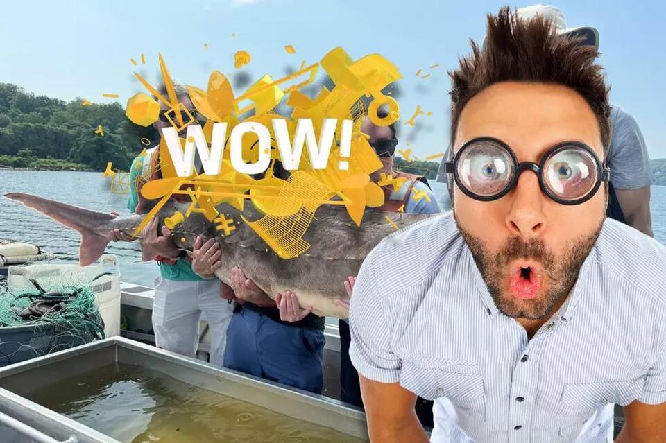Massive 220 Pound Endangered Fish Pulled From New York River - NewsBreak