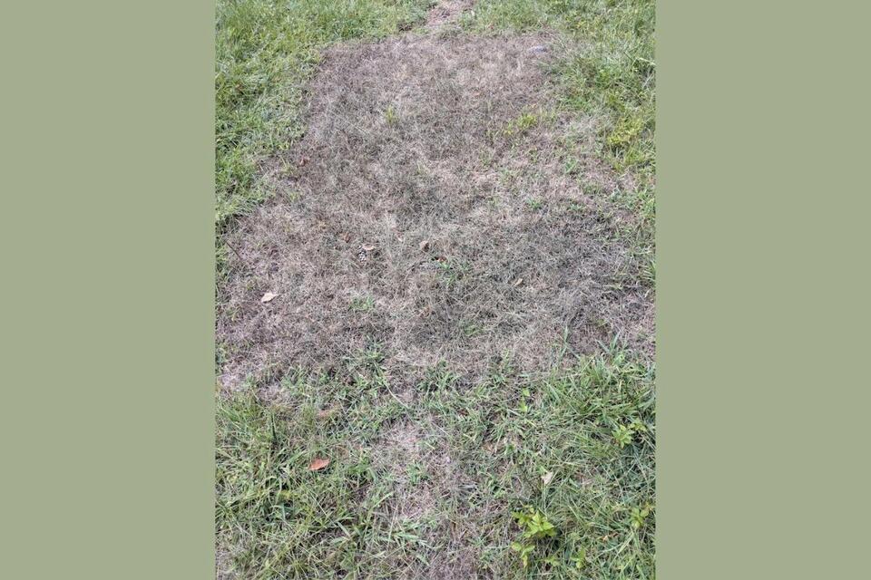 What A Brown Patch in Your Yard Says About Your Septic System - NewsBreak