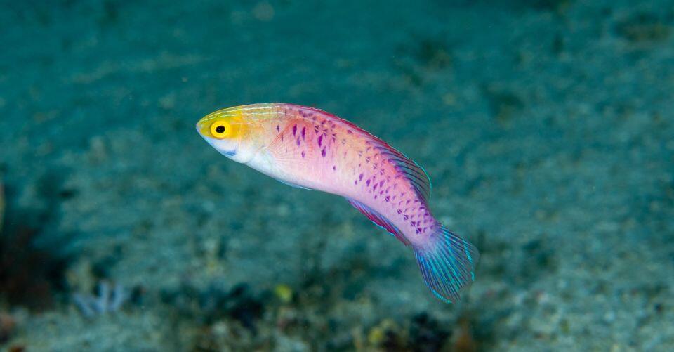 In the ocean's twilight zone, this diver is discovering vibrant new ...