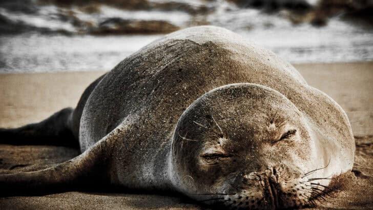 The Seal People: Selkie Legends of Scotland and Ireland - NewsBreak