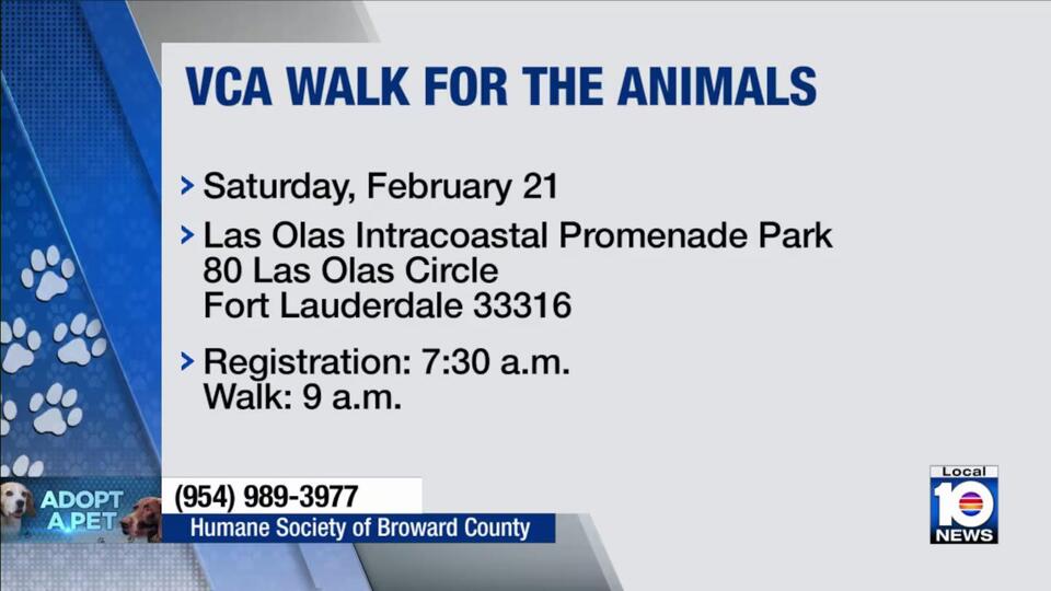 Meet Rasputia: A bulldog ready for adoption ahead of Walk for the ...
