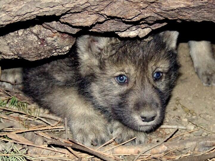 Colorado’s collared gray wolves form the Copper Creek Pack