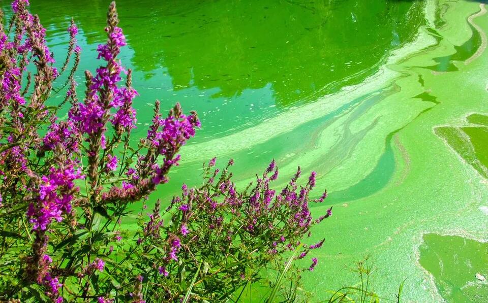 Sylvan Beach Closed Due to Algal Blooms - NewsBreak