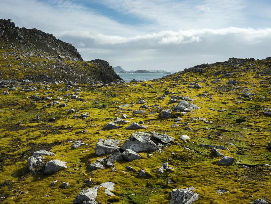 Greening of Antarctica shows how climate change affects the frozen ...